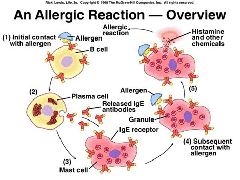 The Science Behind Food Allergies – Food Allergy Allies