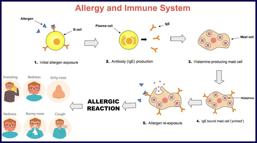 The Science Behind Food Allergies – Food Allergy Allies